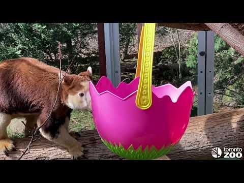 Toronto Zoo Animals Enjoy Easter Enrichment
