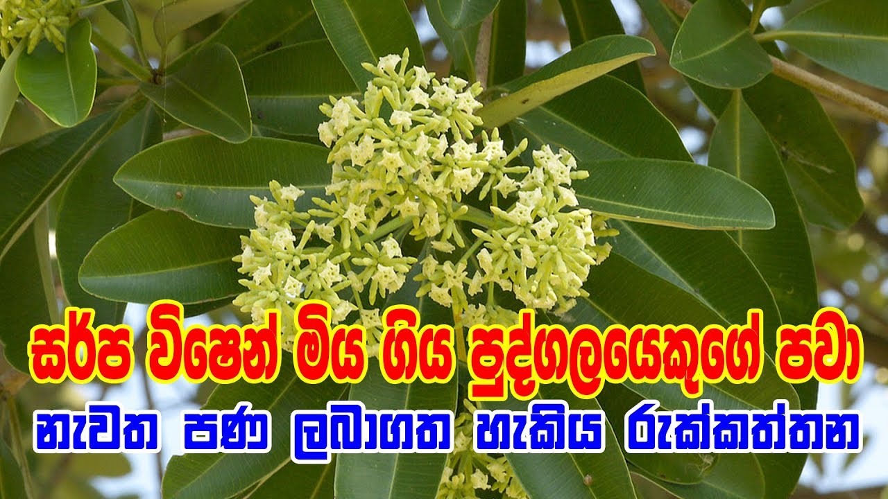 Rukattana | Alstonia scholaris | සර්ප විෂෙන් මිය ගිය පුද්ගලයෙකුගේ පවා ...