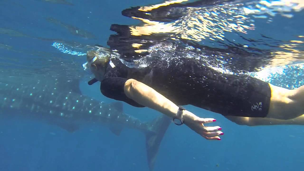 Paul Labas and whale sharks - 7 - YouTube