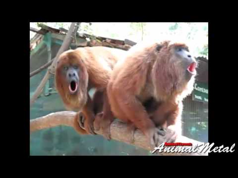 Crazy Weasel on Tumblr