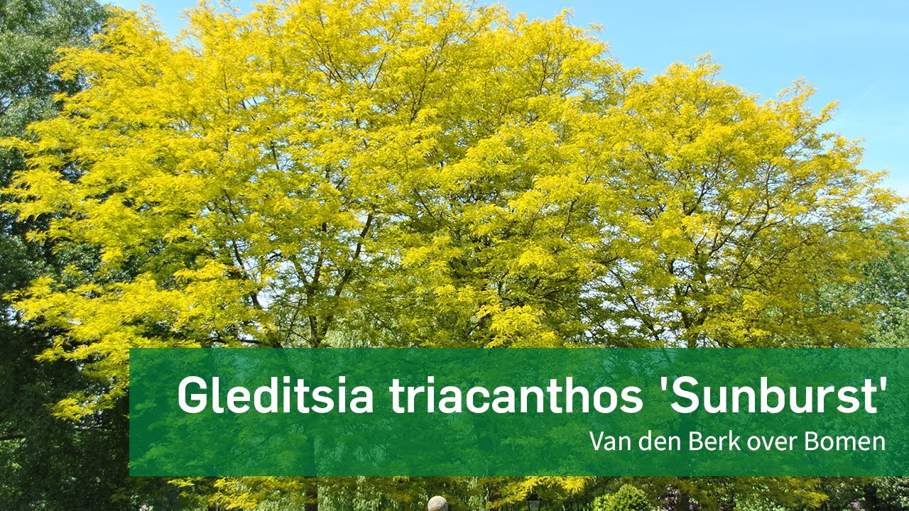 Gleditsia triacanthos 'Sunburst' - YouTube