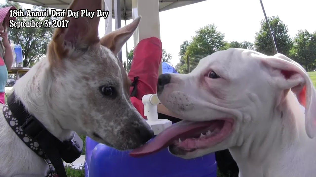 Spirit of Deaf Dogs 19th Annual Play Day - YouTube