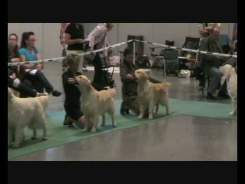 World Dog Show - Golden Retriever dogs - Field Trial Class - YouTube