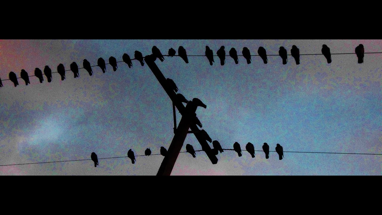 Tons of Morning Pigeons Nature Flying in Formation - YouTube