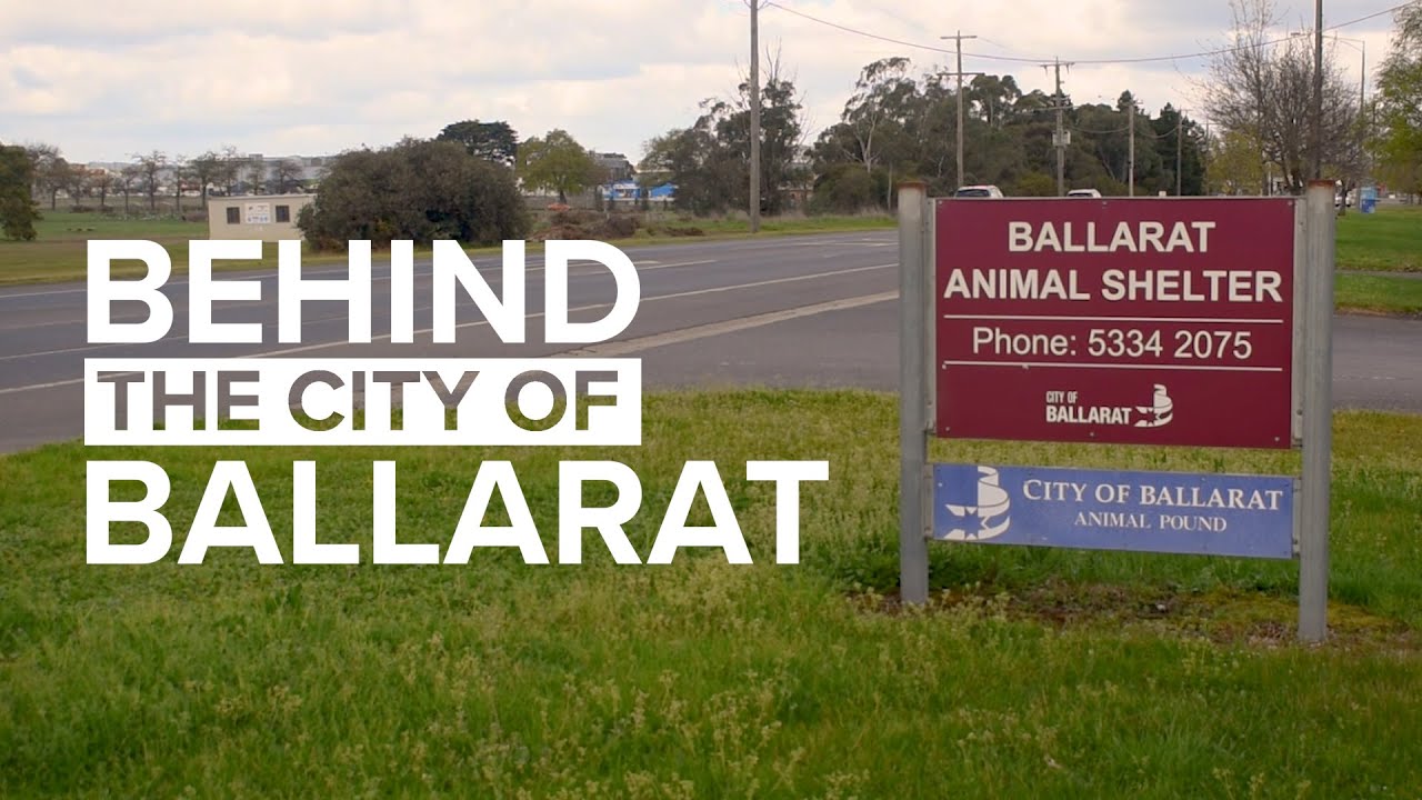 Ballarat Animal Shelter | Behind the City of Ballarat - YouTube
