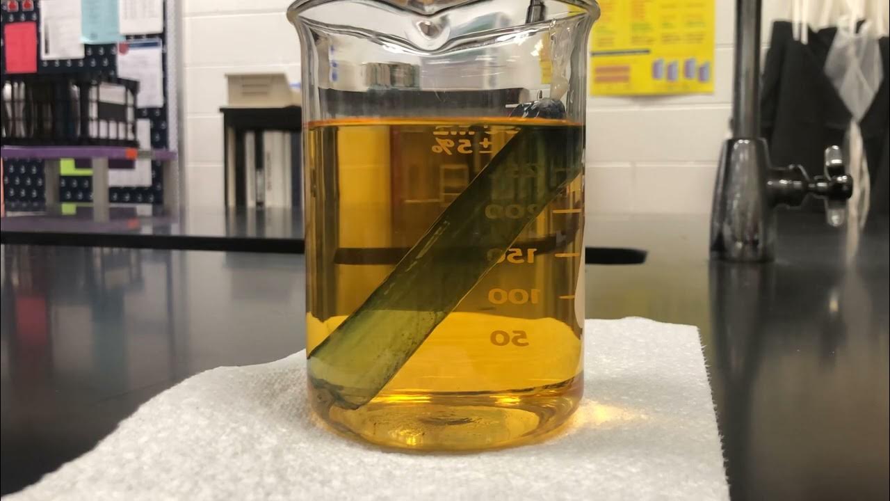 Diffusion lab beaker, dialysis tubing with glucose and starch - YouTube