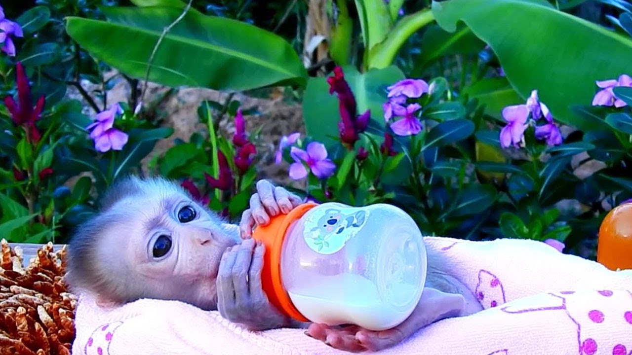 Elly has a wonderful drink at the garden view - YouTube