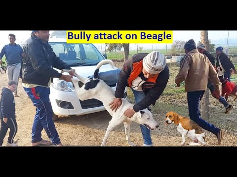 Pakistani bully attacked Beagle | DOG FIGHT VIDEO 🐕DOGS BARKING | - YouTube