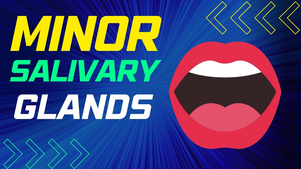 MINOR SALIVARY GLANDS EXPLAINED! - YouTube