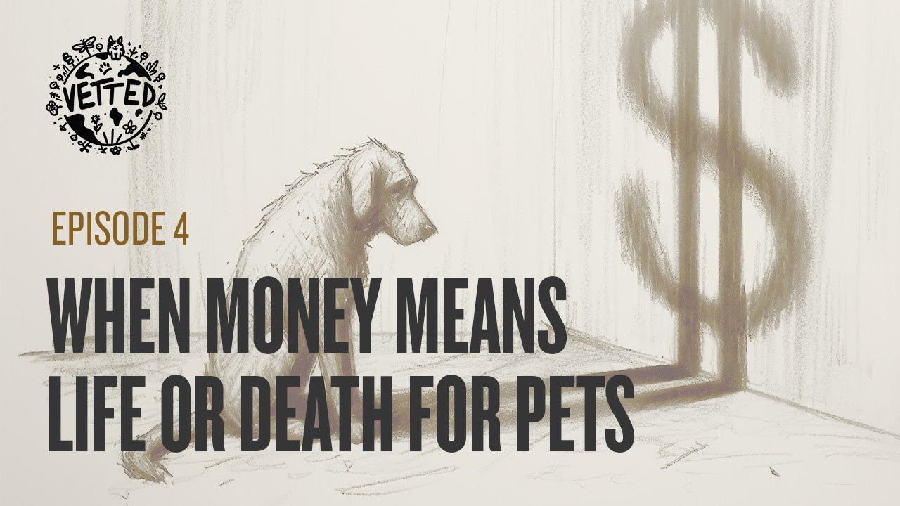 VETTED: When Money Means Life Or Death For Pets - YouTube