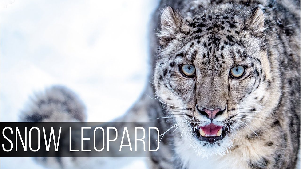 SNOW LEOPARD: Majestic King of the Mountains! Grace, Stealth, and ...