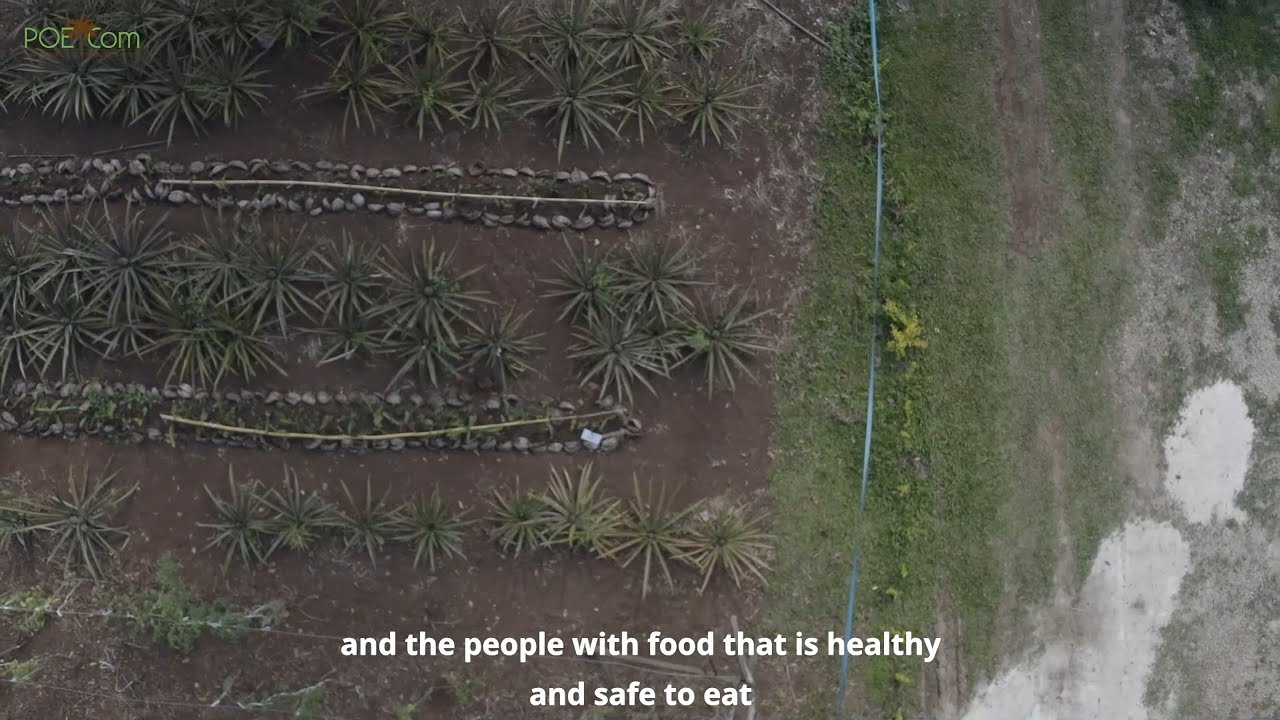 I Grow Your Food 2023 – Mahuleva Farm, Tonga - YouTube