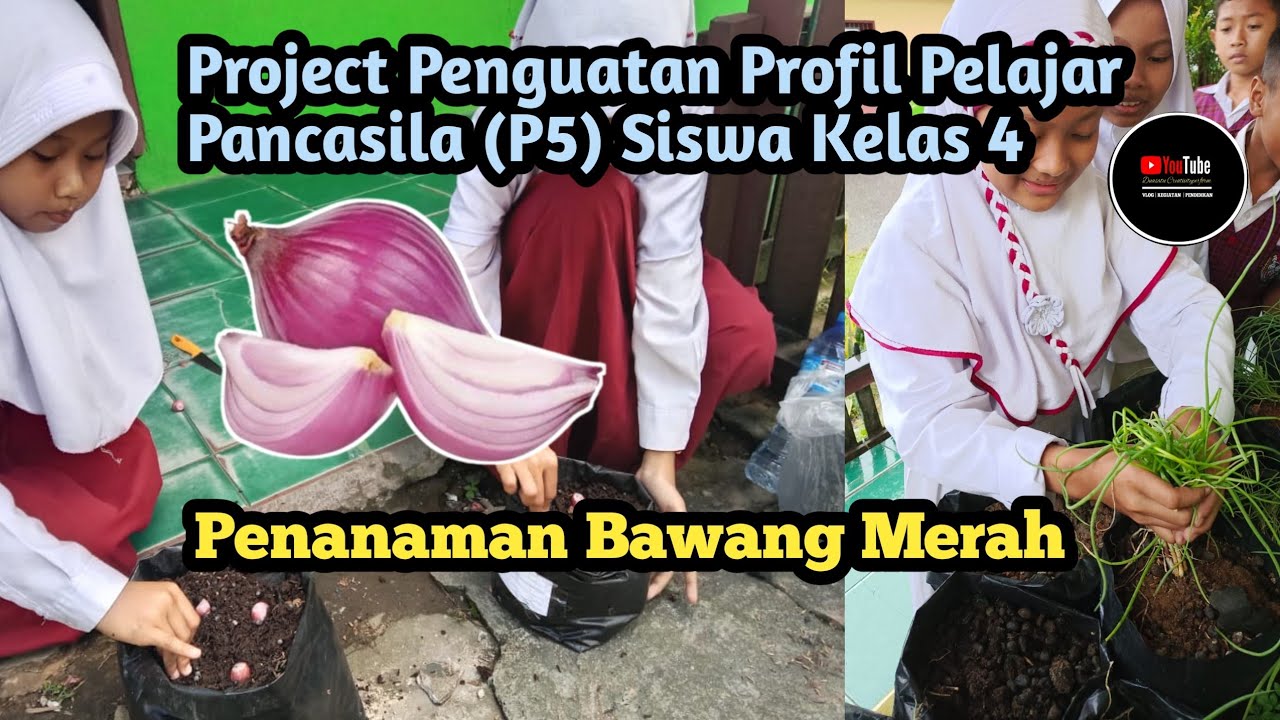 KREATIF & INOVATIF !!! PENANAMAN BAWANG MERAH SISWA KELAS 4 PROJEK P5 ...