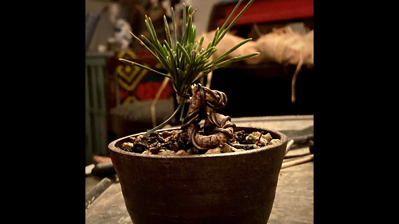 Patricia O'Connor, The Bonsai Balcony: Japanese Black Pine Mame wiring ...
