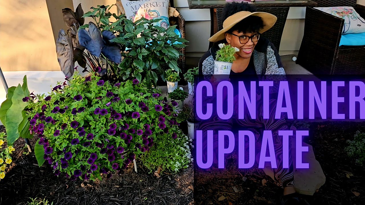 2 Month Container UPDATE: Supertunia Latte, mini vista midnight, Elephant Ear, and Mona Lavendar ...