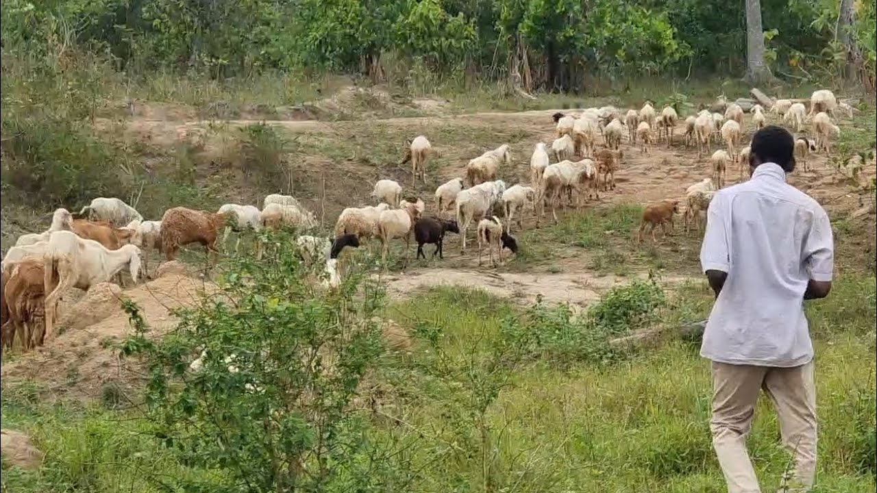 WATCH THIS BEFORE YOU START A GOAT/SHEEP/LIVESTOCK FARM IN GHANA #farming #livestock #ghana # ...