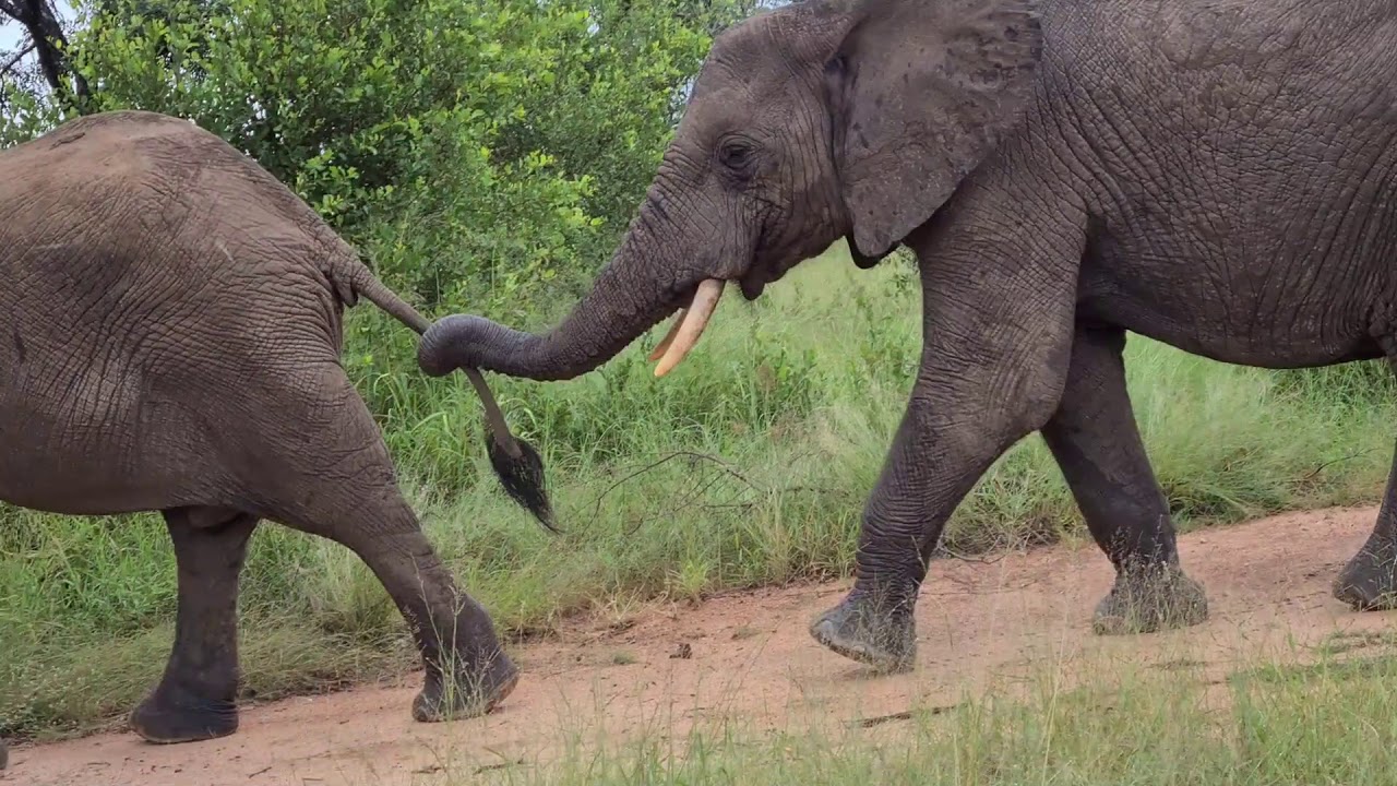 Adorable elephant walk past... - YouTube