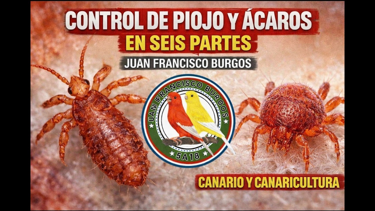PROTOCOLO EXTERMINACION DE PIOJOS Y ACAROS EN EL AVIARIO - YouTube
