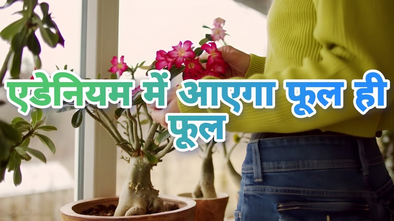 adenium root filling step by step - YouTube