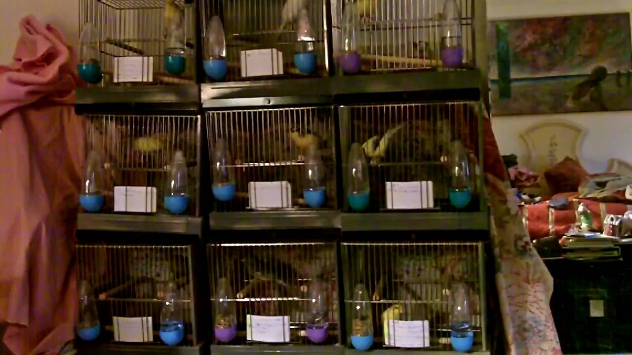 American Singer canaries, first day in show cages - YouTube