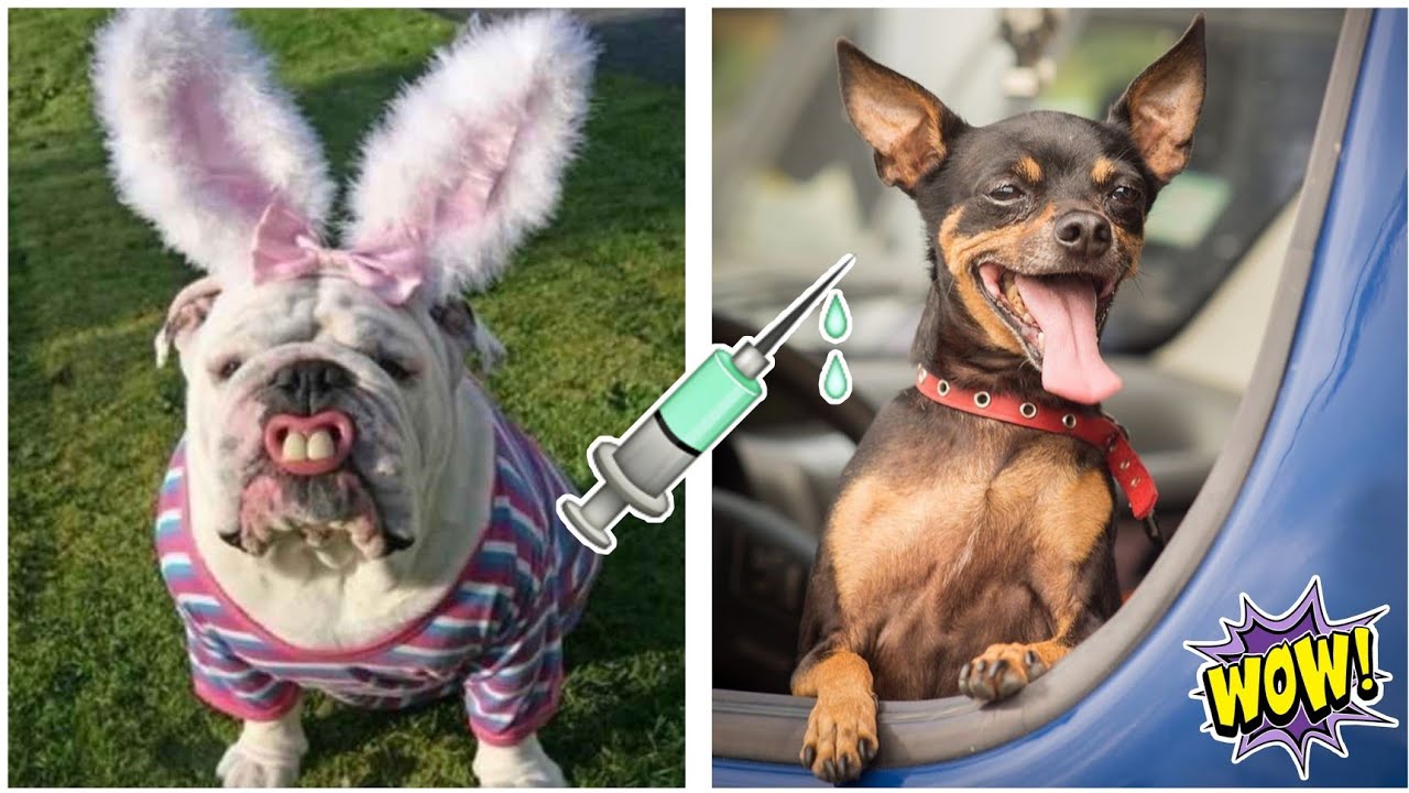 Dog Injection 💉 | They make you laugh | Funny Dogs That Will Make Your ...