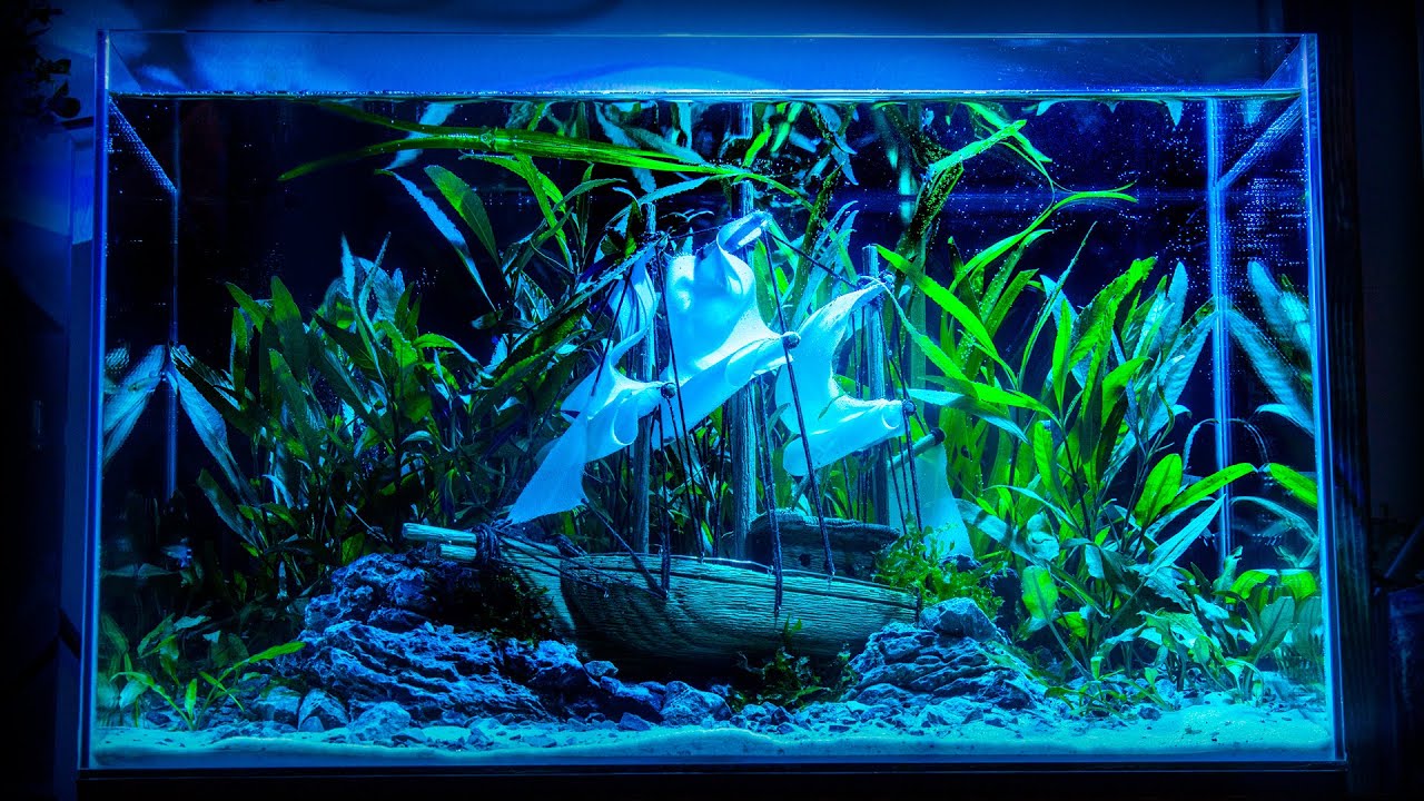 Ghost Shrimp Ghost Ship Aquascape - YouTube