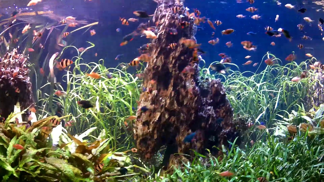 Sumatrabarben/ Viergürtelbarben (Puntius tetrazona tetrazona) im ...