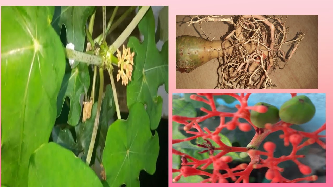 Philippine Ginseng Plant
