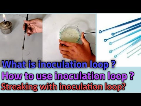 Inoculation loop| How to streak with inoculation loop | Inoculation ...