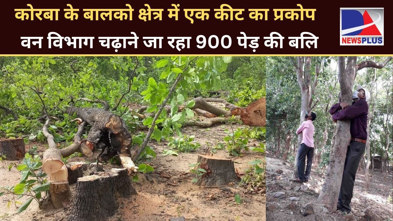 CG News :प्रदूषण के मार झेल रहे Chhattisgarh के Korba में Balko Forest ...