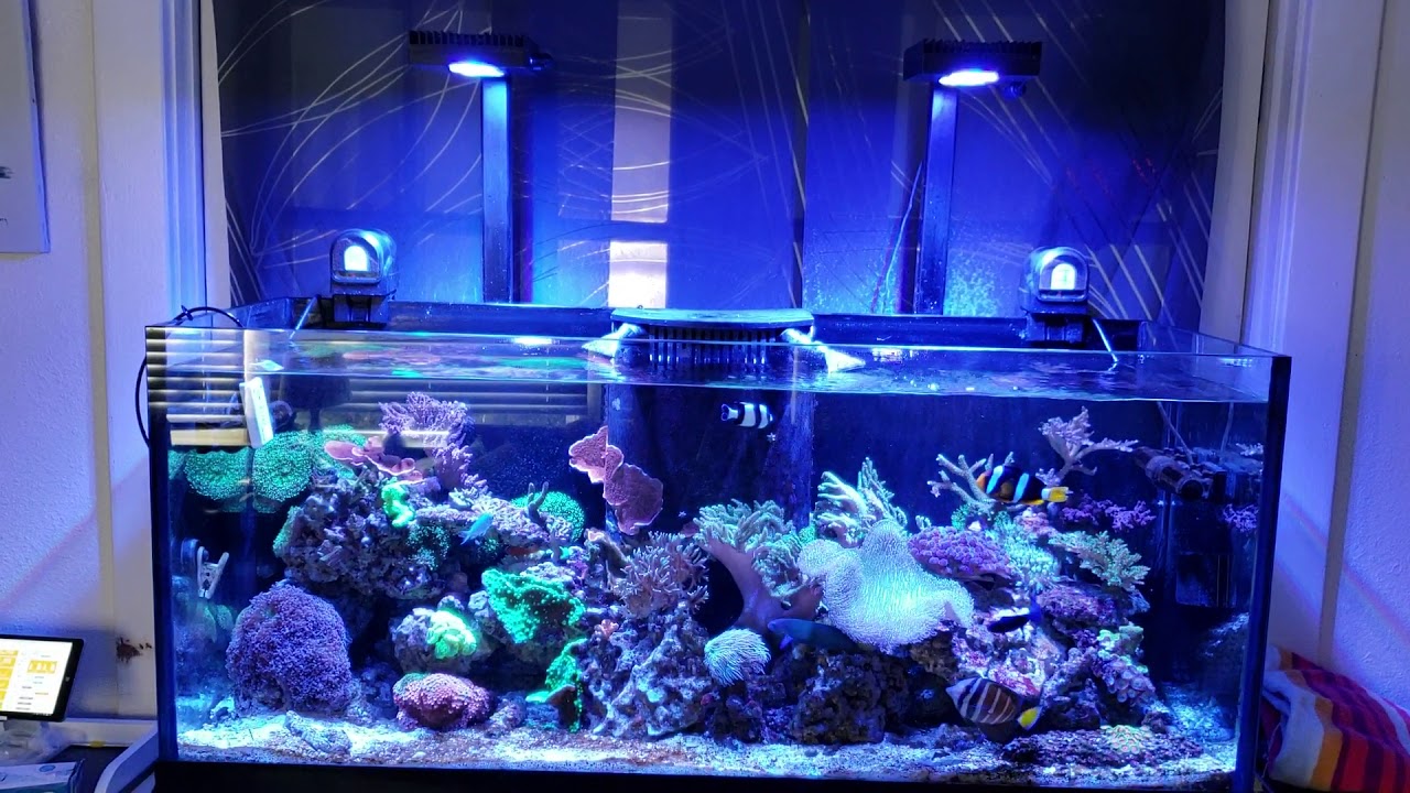 Par and Reef aquarium update - YouTube