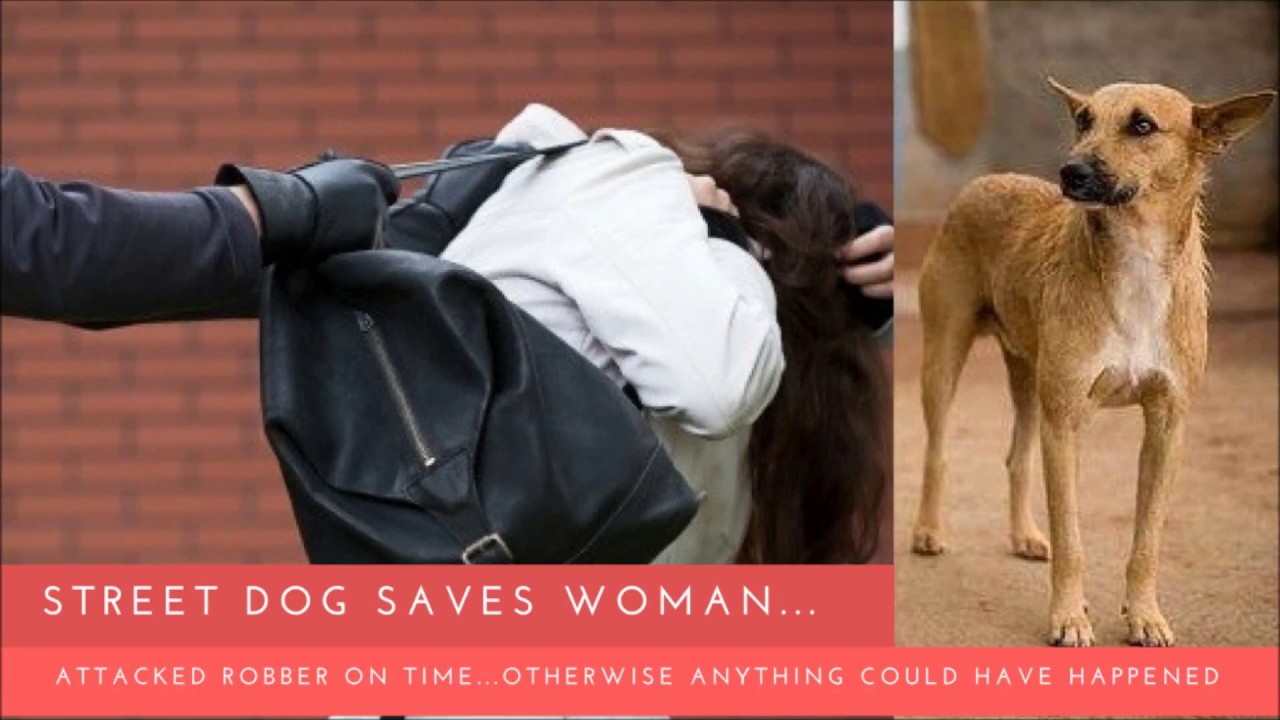 Brave street dog saves woman on time || How stray dog saves woman from ...