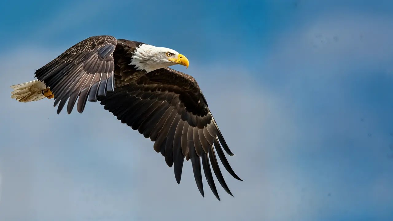 Discover how Birds Fly: The Amazing Science Behind It ! - YouTube
