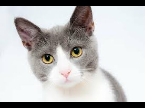 Komik ve eğlenceli-Kedi videoları 2020