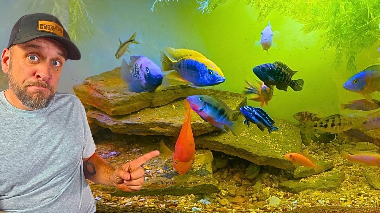 Are My Tanks Overstocked? What Does That Actually Mean? - YouTube