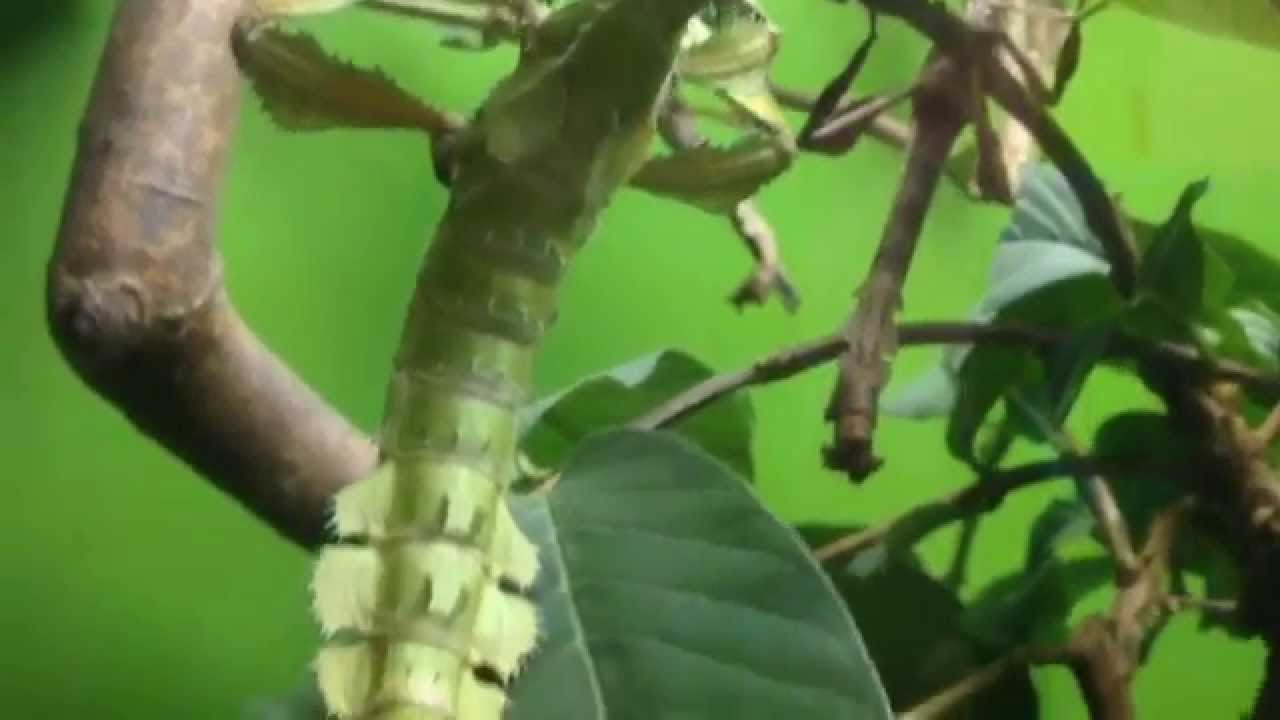 Le camouflage dans la nature - les phasmes - YouTube