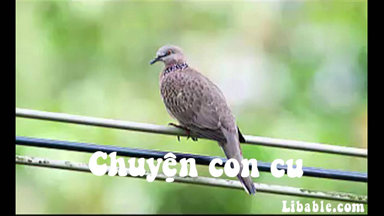 Chuyện con cu - tân cổ (siêu bựa) - YouTube