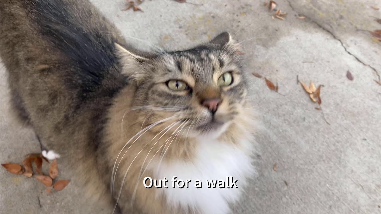 Tigger Cat’s Caturday - Eat, Walk, Groom 4K HD - YouTube