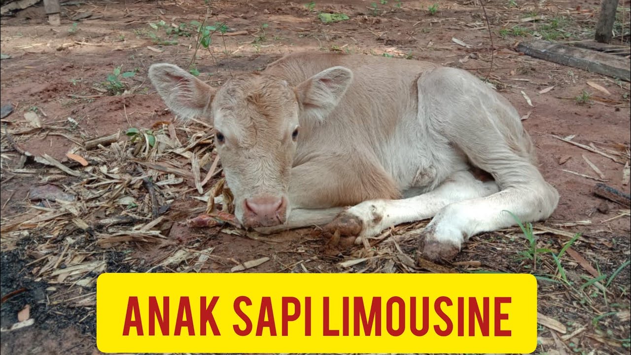 Anak Sapi Limousine #anaksapi#sapilimousine#sapi - YouTube