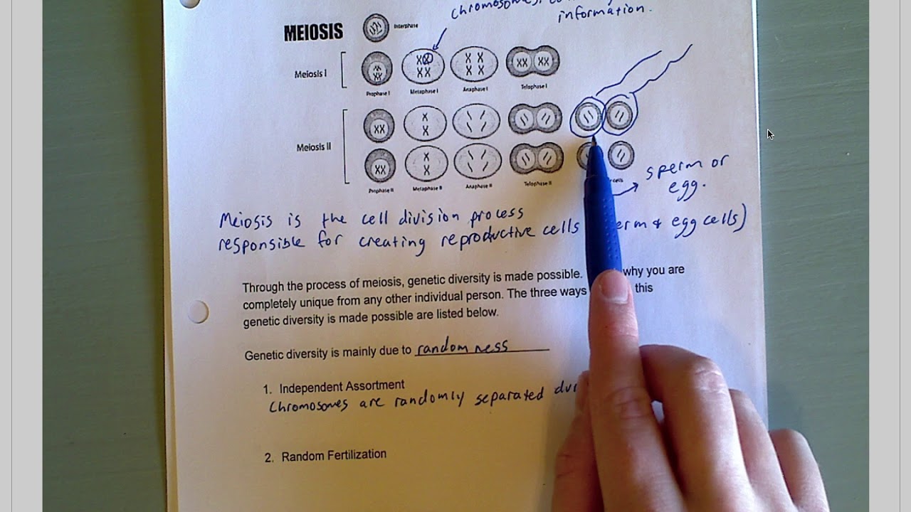 Meiosis and Genetic Diversity Guided Notes - YouTube