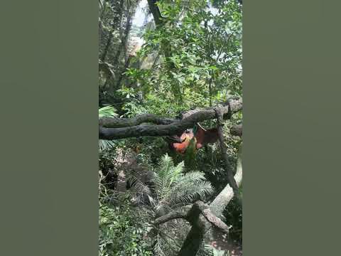 Bat eating - YouTube