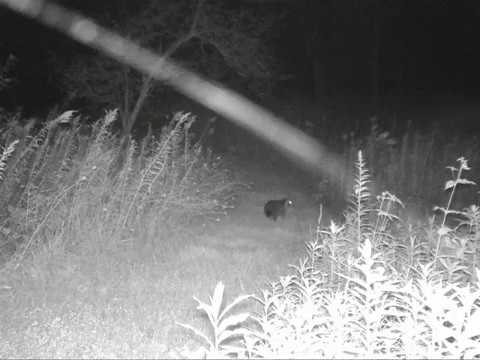 Weird trail cam pics 2 - YouTube