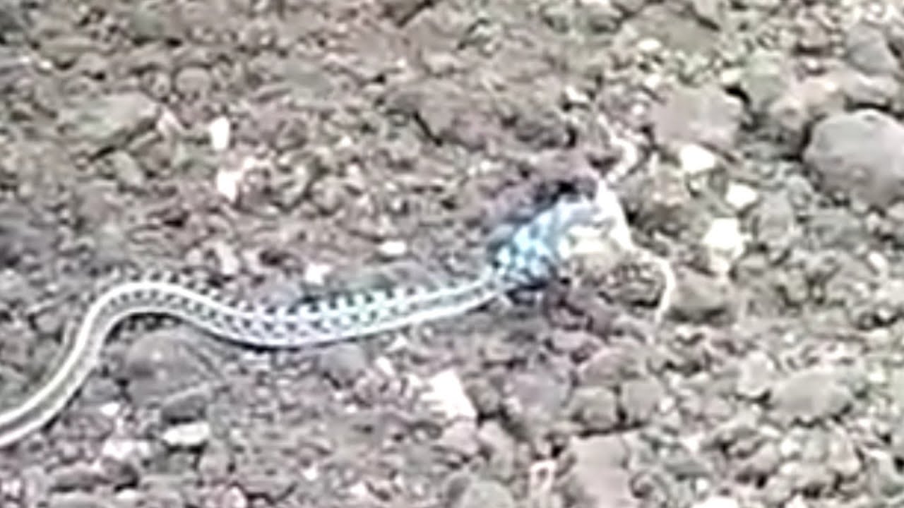 bicchu ki akrati vala saap. A snake looking like scarpio #snake # ...