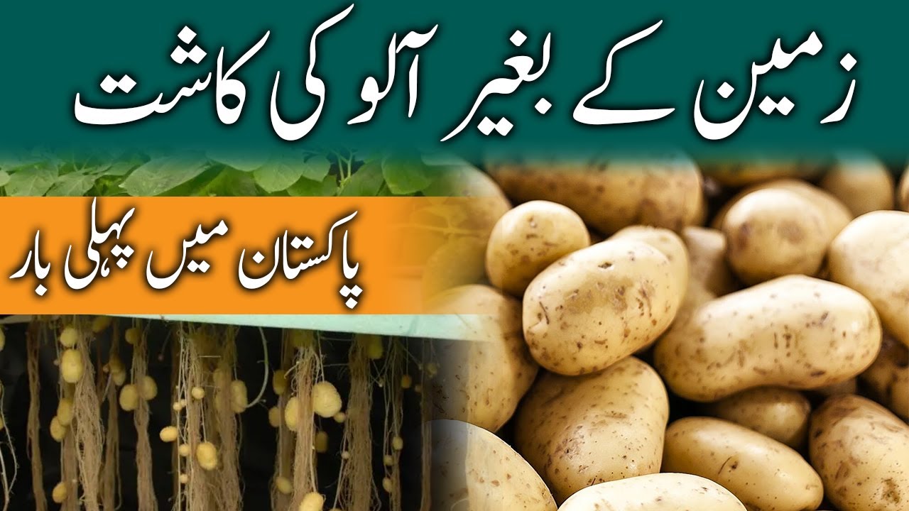 Aeroponic Potatoes Farming in Pakistan | Modern Techniques to Grow ...