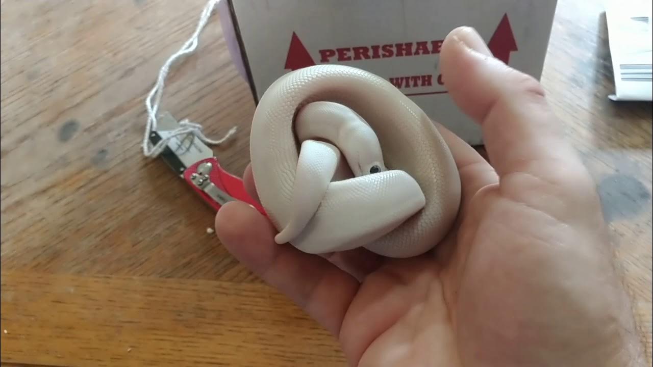 Part two of Three ball python unboxing from balling wit pythons - YouTube