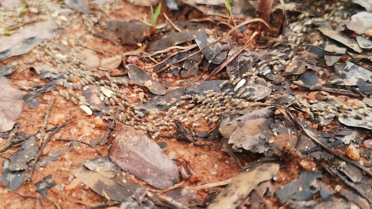 Termites chain | Majuru Madiki - Honde Valley Mutasa | Ngarura - YouTube