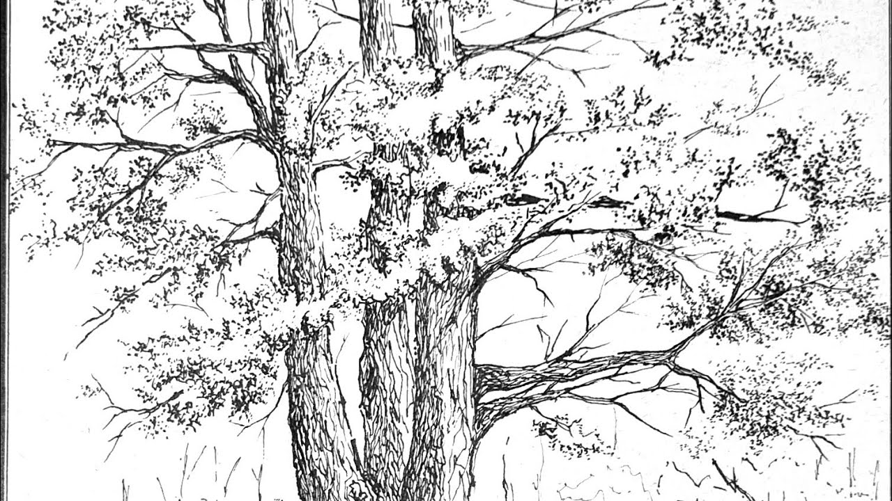 Art experience with Pelikan Graphos, drawing time lapse, Rotring ...