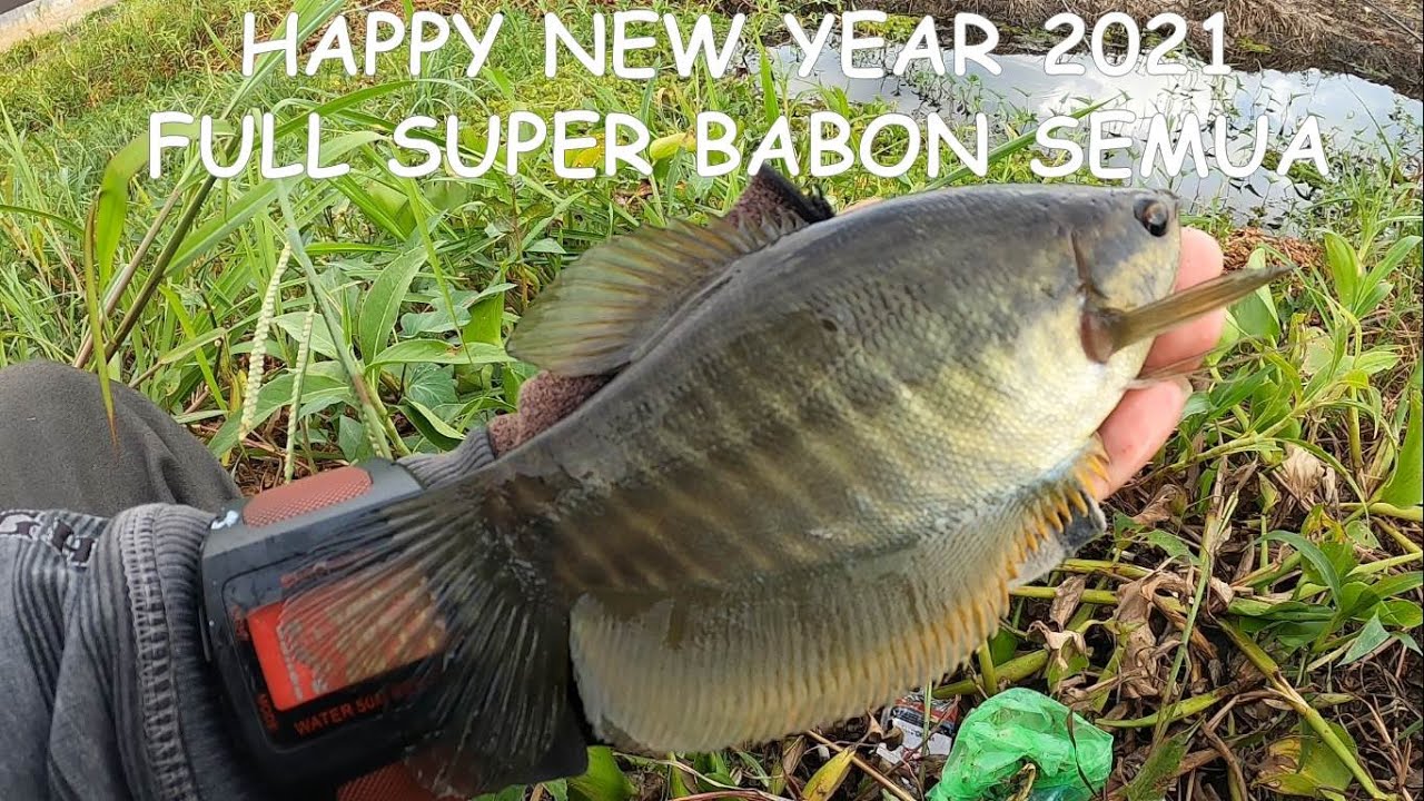 MEMANCING IKAN SEPAT SIAM SUPER BESAR DI RAWA KALIMANTAN #8 - YouTube