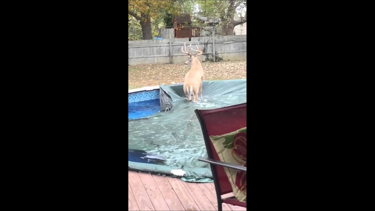Big Buck Pool Party - YouTube