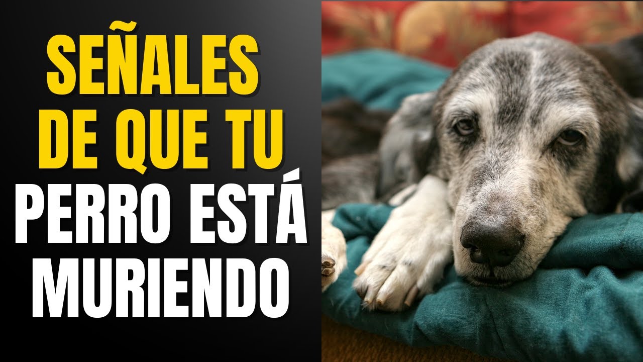 COMO RECONOCER SI TU PERRO ESTÁ MURIENDO: 10 SEÑALES CRÍTICAS - YouTube